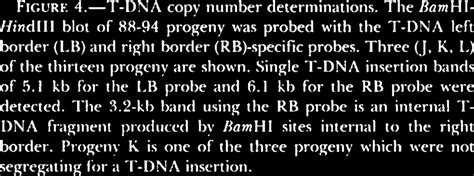 T Dna Copy Number Determinations The Ramhihindlll Blot Of 88 94