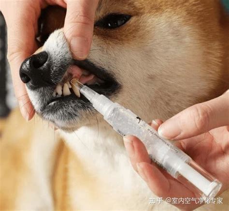 宠物漱口水该怎么用？这些事项需要注意 知乎