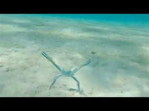 Half Moon Cay Snorkelling Off The Beach Youtube
