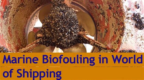 Marine Biofouling In World Of Shipping Youtube