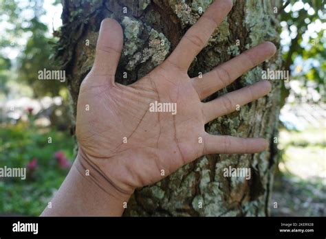 Close Up Hands Measuring The Diameter Of The Trunk Of A Tree In The