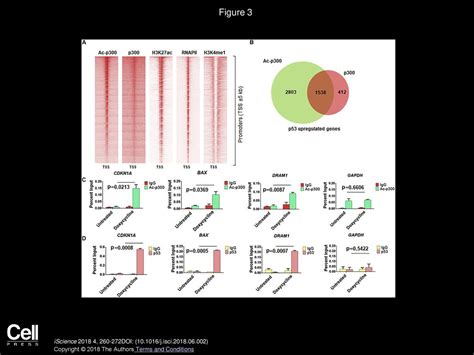 Mutant And Wild Type Tumor Suppressor P53 Induces P300 Autoacetylation