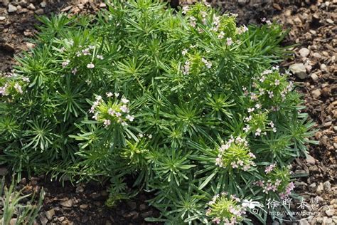 密生花柱草 Stylidium adnatum 花卉图片网