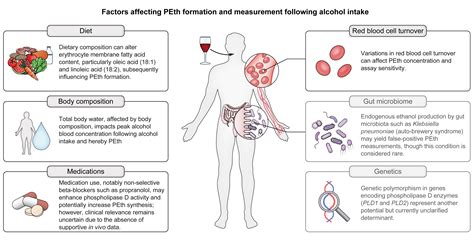 Phosphatidylethanol In Steatotic Liver Disease Journal Of Hepatology