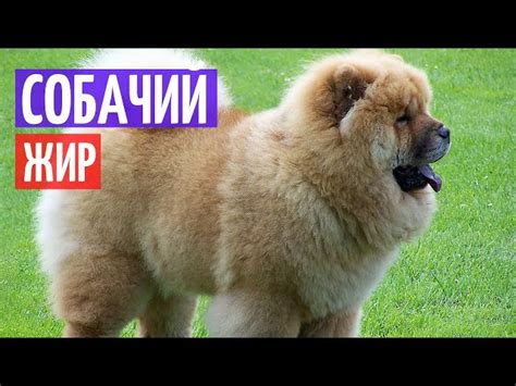 Собачий Жир
