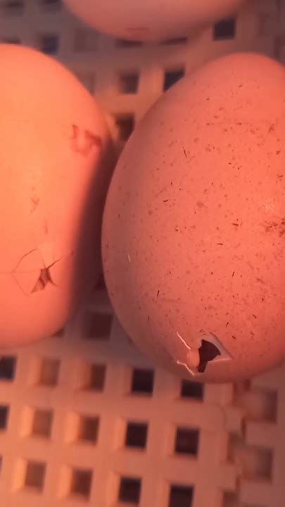 병아리 부화 파각 시작 주말농장 닭키우기 Youtube