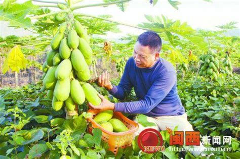 龍巖經開區（高新區）家庭農場銷售火熱 每日頭條