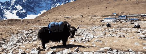Yak Safarib Tour Packages 4 Nights 5 Days