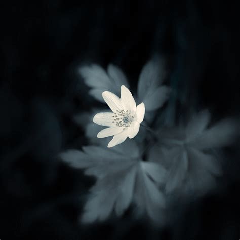 Dark Flower by MikkoLagerstedt on DeviantArt