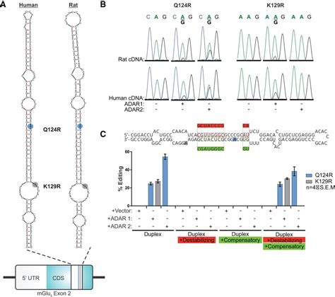 Regulation And Functional Consequences Of Mglu Rna Editing