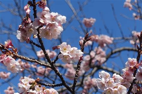 上野恩賜公園の小松宮彰仁親王像そばの寒桜 2025年の見頃は 歩いてみたブログ