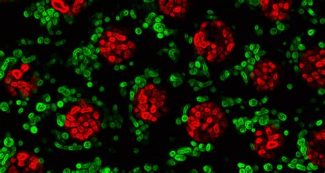 Identifying The Molecular Machinery For Mitochondrial Genome