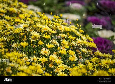Gelbe Margeriten Fotos Und Bildmaterial In Hoher Auflösung Alamy