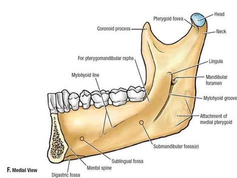 Muscles Part 2 1 Pdf Dr Motaz Muhadharaty