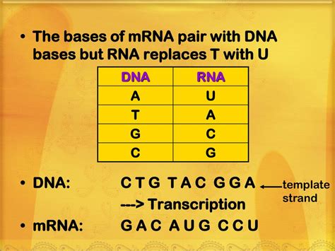 Protein Synthesis Transcription And Translation Ppt Download