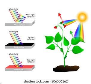 White Reflects All Colors Light Object Stock Vector Royalty Free