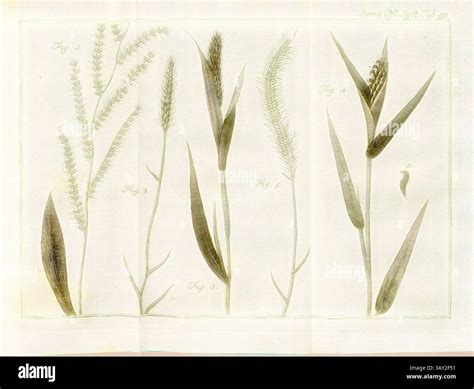 A Botanical Illustration Showcasing Various Types Of Grass And Flowering Plants Each Labeled