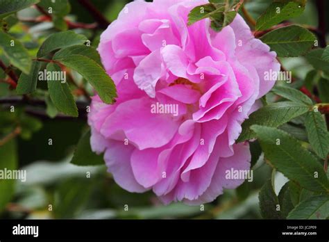 rose therese bugnet Stock Photo - Alamy
