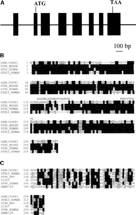 Sequence Analysis Of Osm1syp61 Download Scientific Diagram