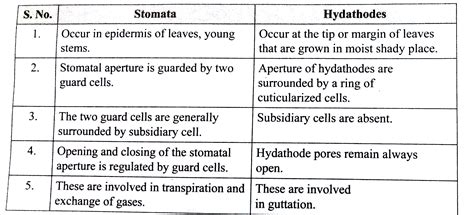Xerophytes Stomata