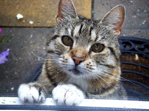 Kedi Hayvan Evcil Pixabay De Cretsiz Foto Raf Pixabay