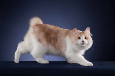 Japanese Bobtail Tica The International Cat Association