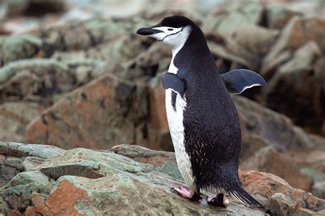 Пінгвіни на станції «Вернадського цікаві факти Заборона