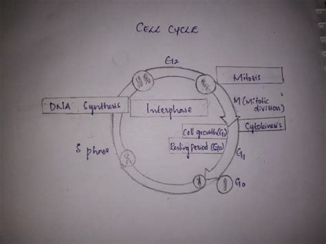 complete the following figure which illustrates the cell cycle use