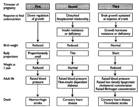 Prenatal Development Flashcards Quizlet