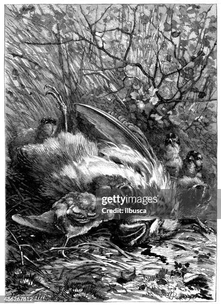 Dead Flowers Drawing Photos And Premium High Res Pictures Getty Images