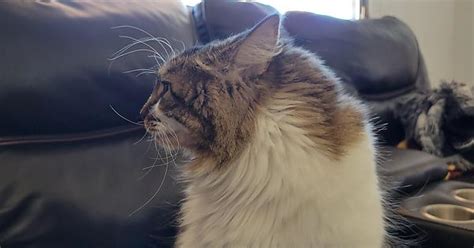 Whiskers Album On Imgur