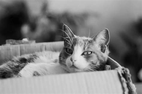 How To Choose The Best Self Cleaning Automatic Litter Boxes