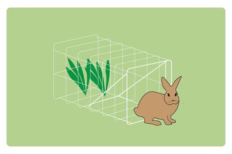 How To Bait A Rabbit Trap EHow