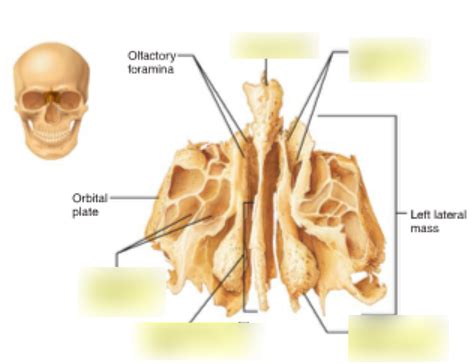 Ethmoid Diagram Quizlet