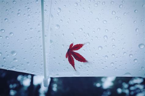 【夢占い】幸運の訪れ？それとも・・・雨の夢の意味とは Girlswalker