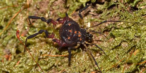¿cuánto Sabemos De Los Opiliones De Chile Nueva Publicación Intenta