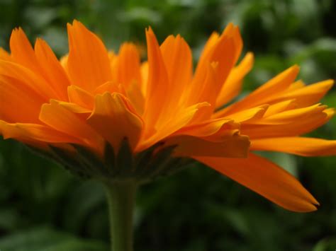 Calendula Monograph Wintergreen Botanicals And Maria Noel Groves
