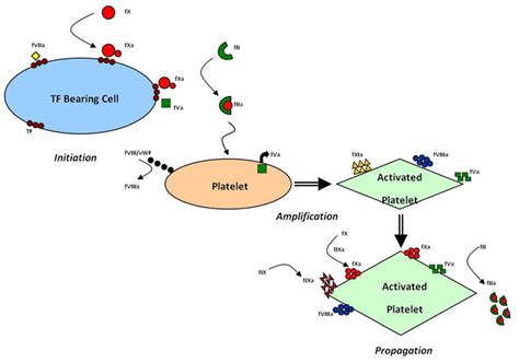 Coagulation Phase Of Hemostasis The Coagulation Phase Of Hemostasis