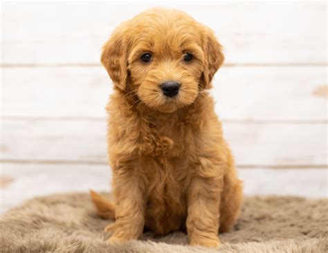 Standard To Mini Goldendoodle Puppies For Sale Poodles2doodles
