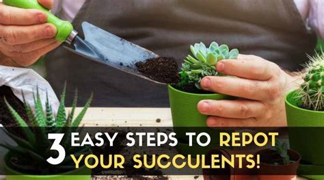 3 Easy Steps To Repot Your Succulents