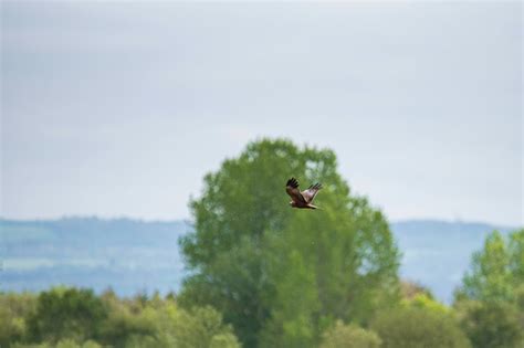 Marsh Harrier Circus Aeruginosus 새의 아름다운 이미지 봄의 습지 풍경 위에서 음식을 사냥하는 비행 중