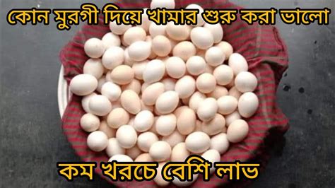 নতুন খামারিরা কোন মুরগি দিয়ে খামার শুরু করবেন কোন মুরগি পালনে দ্রুত