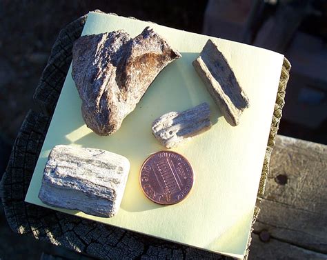 Fossils Of Arkansas