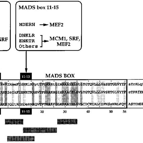 A Summary Of Results Is Shown At The Top The Protein Sequences Are Download Scientific Diagram
