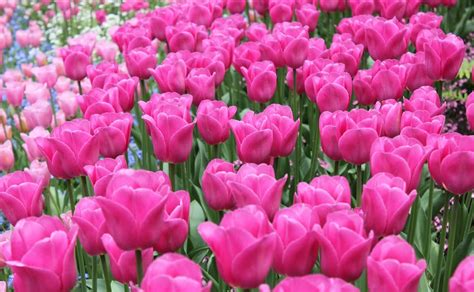 Esto Es Todo Lo Que Debes Saber Para Cultivar Tulipanes En Maceta