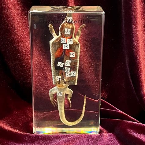 Lizard Dissection In Resin