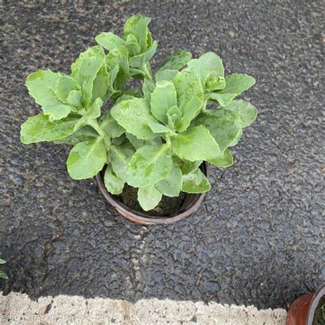 八宝景天图片盆栽除草种植第5页大山谷图库