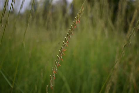 Sideoats Grama