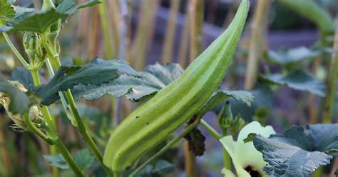 How To Save Okra Seeds For Planting Gardeners Path