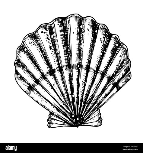 Vector Seashell Hand Drawn Illustration Of Sea Shell On Isolated Background Drawing Of Scallop